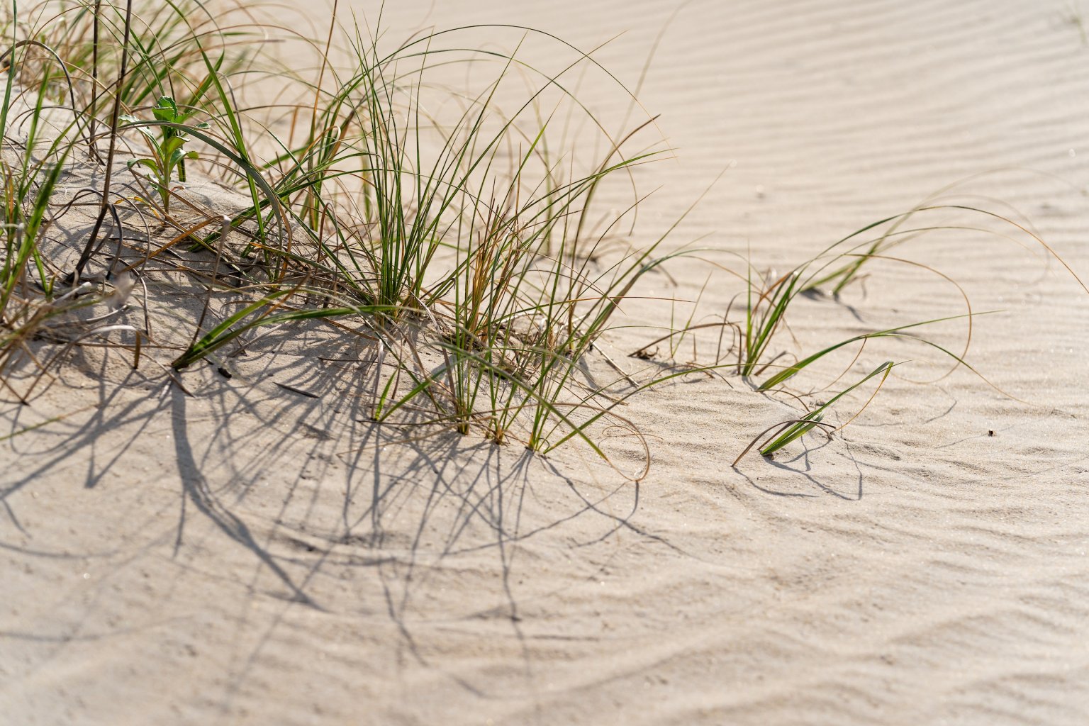 Millions of Years in the Making | Northern Outer Banks