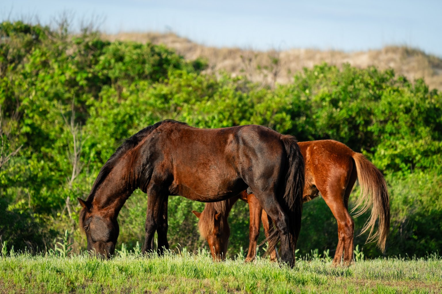 Keep Wildlife Wild | Northern Outer Banks