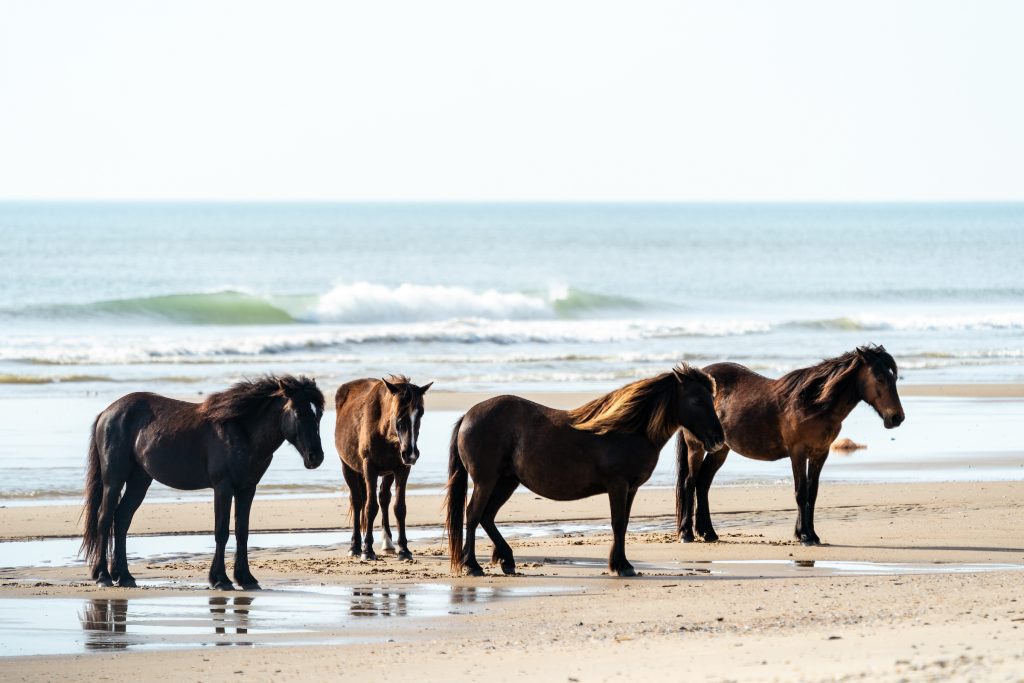 Corolla Wild Horses | Northern Outer Banks