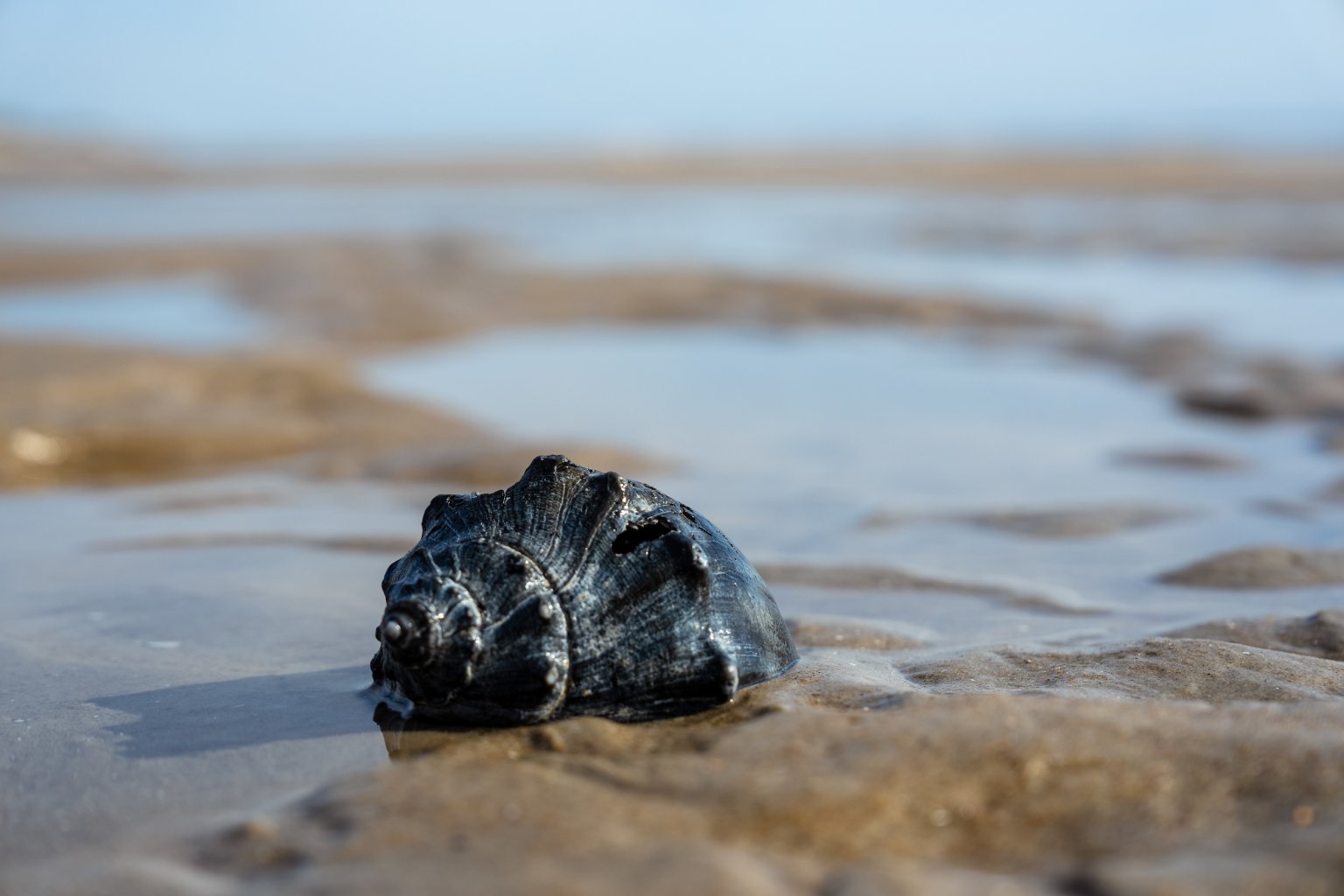 Beachcombing Bliss | Northern Outerbanks