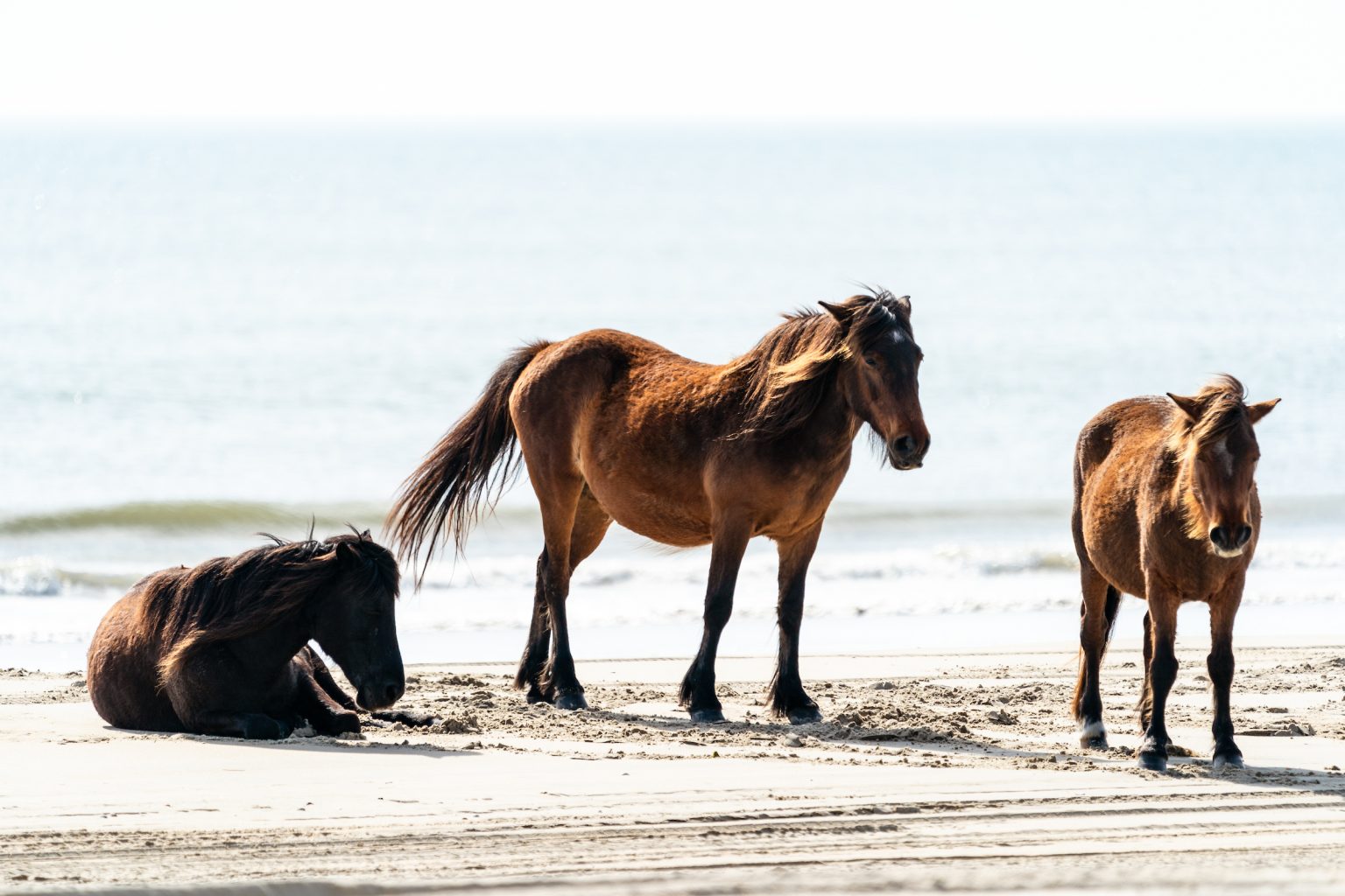The Corolla Wild Horses | Northern Outerbanks