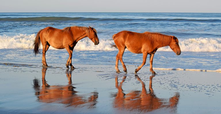 Corolla Wild Horses: 12 Facts You Need to Know