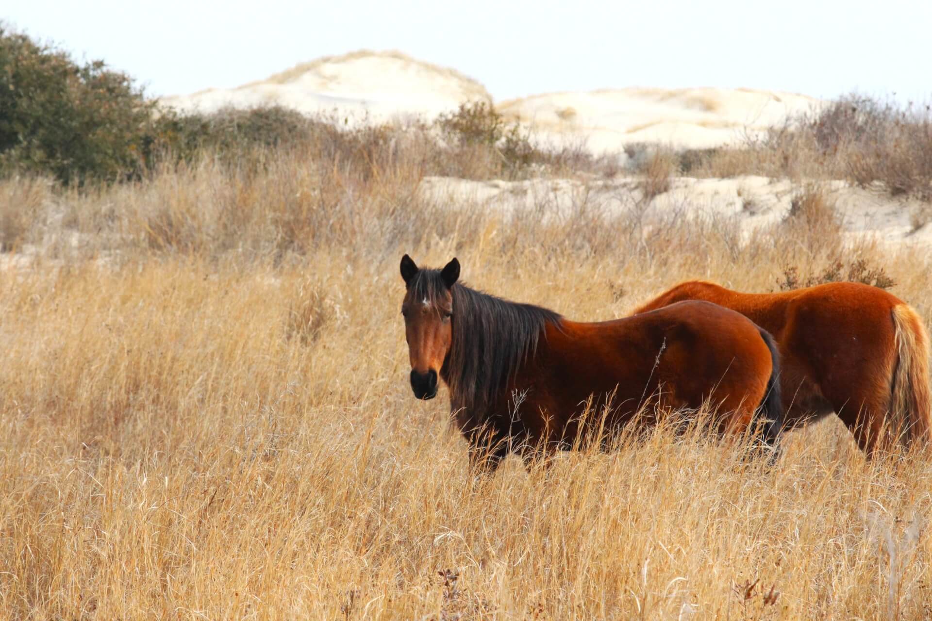 Winter Wildlife Wonders | Northern Outer Banks