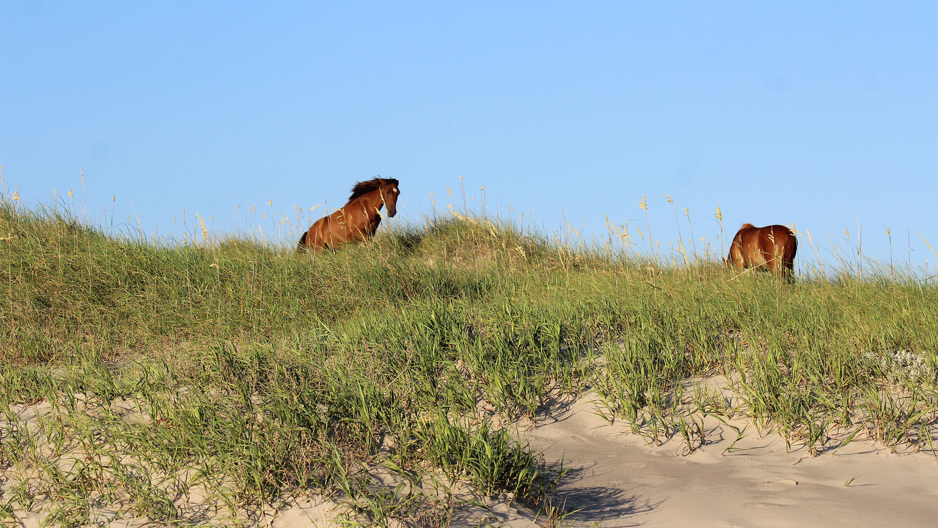 The Corolla Wild Horses | Northern Outerbanks