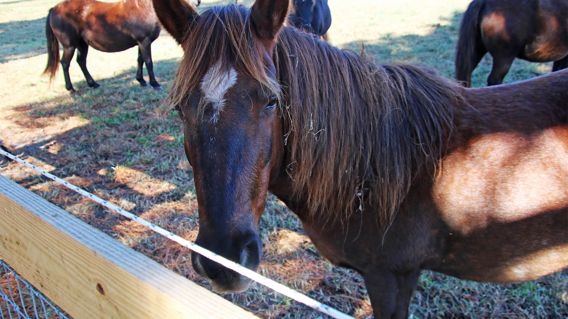 The Corolla Wild Horses | Northern Outerbanks
